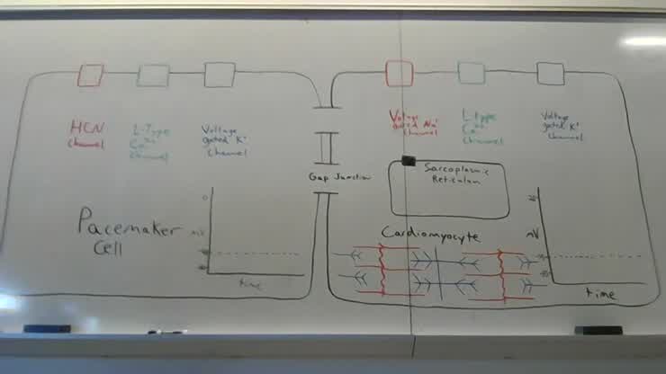 Pacemaker and cardiac APs chalk talk