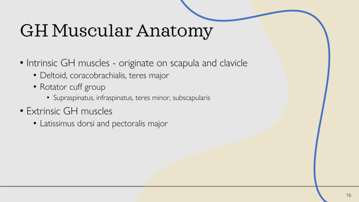 GH - General Muscle Locations and Rotator Cuff