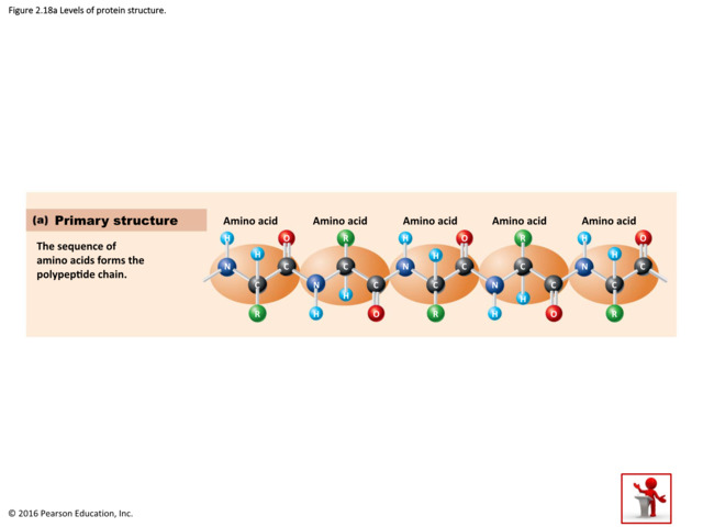 CH 2D, Protein Structure and Enzymes