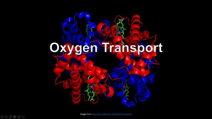 12 oxygen transport edt 18Jan23b