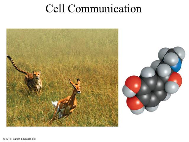 Cell to Cell Communication