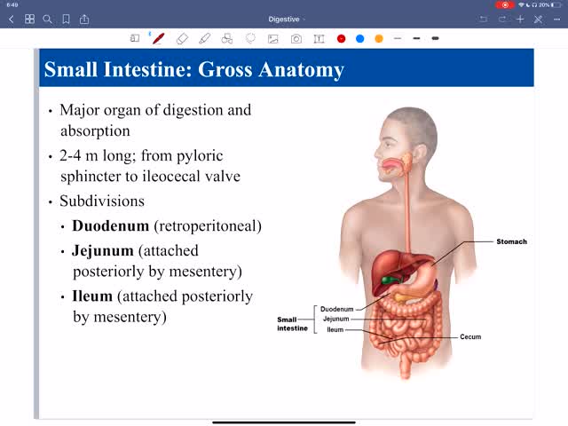 Small Intestine Part A