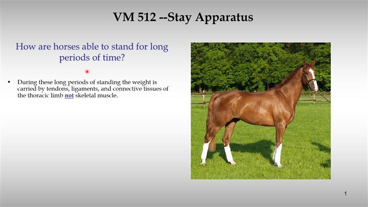 VM512_ Front Limb Stay Apparatus