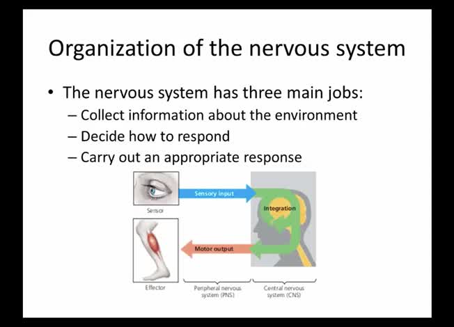 24 - Nervous System - Reflexes