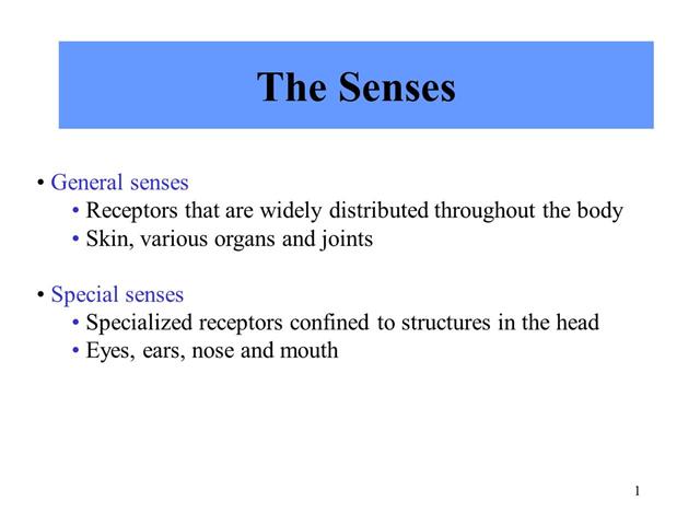 The Senses Lecture Biol223