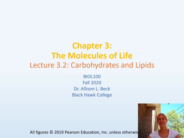Lecture 3.2: Carbohydrates and Lipids