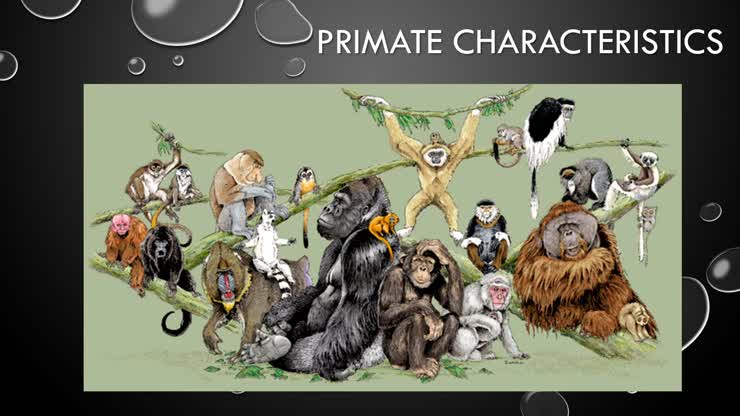 Lecture 13 - Primate Characteristics w N and Q