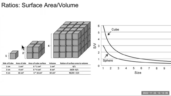 Surface Area / Volume Ratio