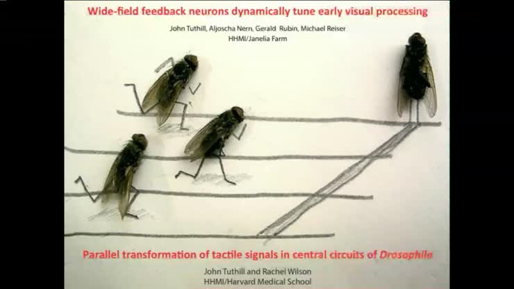 John Tuthill: Transformation of Tactile Signals in Central Circuits of ...
