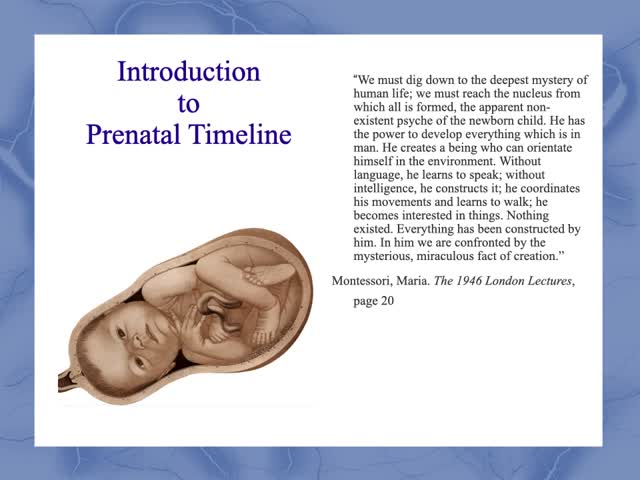 EN Introduction to Prenatal Timeline