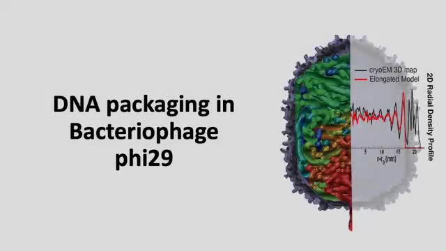 DNA packaging in bacteriophage phi29