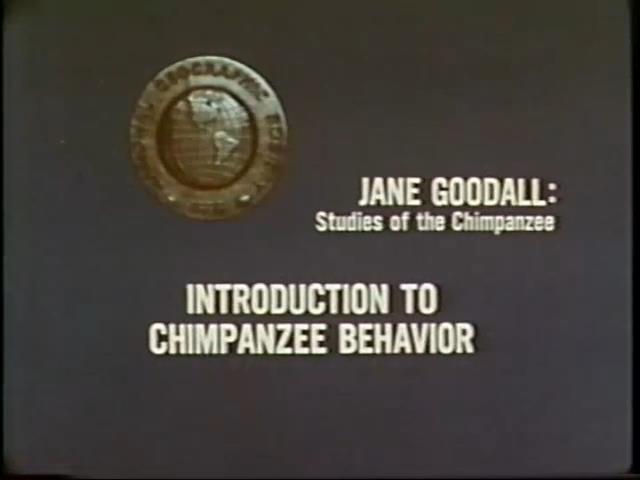 Introduction to Chimpanzee Behavior