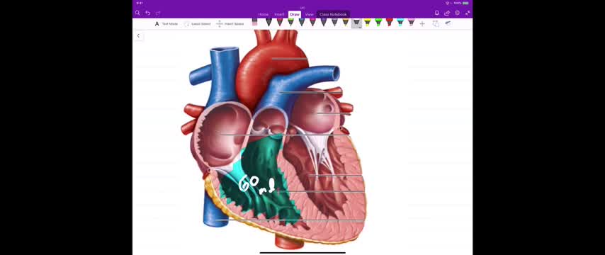 Heart Pathology 2
