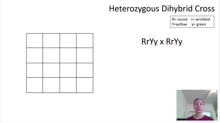 Ch15e- heterozygous dihybrid cross example