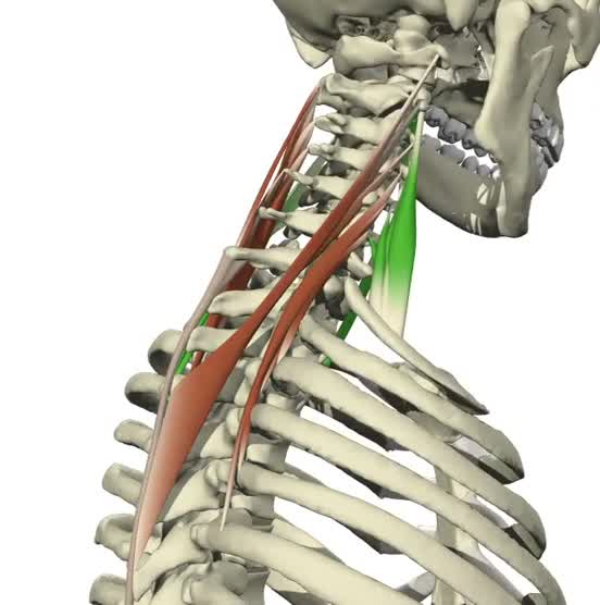 Iliocostalis Cervicis Muscle