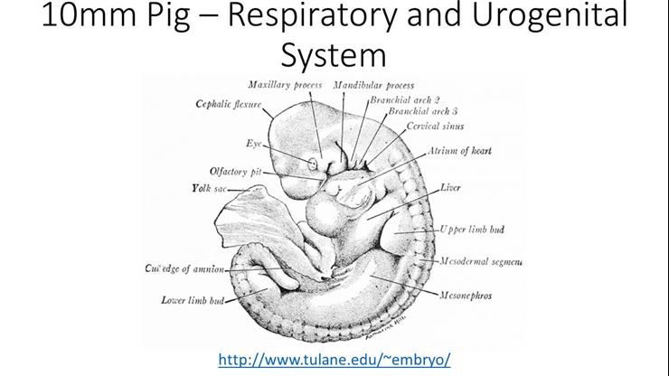 BioS 326 10mm Pig Respiratory and Urogenital System