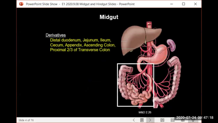 Midgut and Hindgut ILM