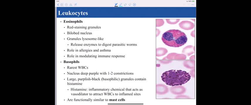 3 Granulocytes