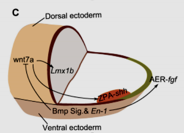 Limb Development 2: Coordinating the Development of Axes