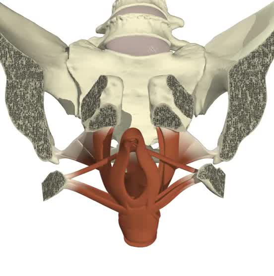 Superficial Transverse Perineal Muscle