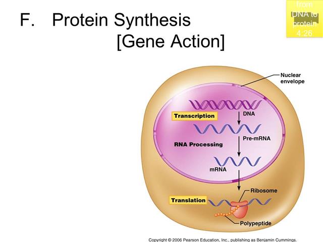 Cells Part 3 Protein Synthesis