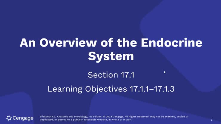 ANAT 207, Chapter 17, part 1, sections 1-2