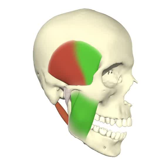 Temporalis and Masseter Muscles