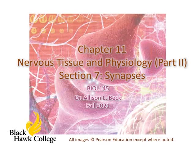 BIOL145.ch11.7.synapses.F21