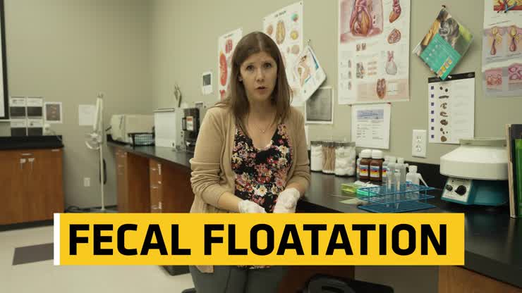 Fecal Floatation (Veterinary Nursing Video Series)