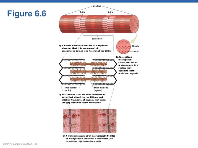 CH 6 Lecture 3 Muscle Contraction