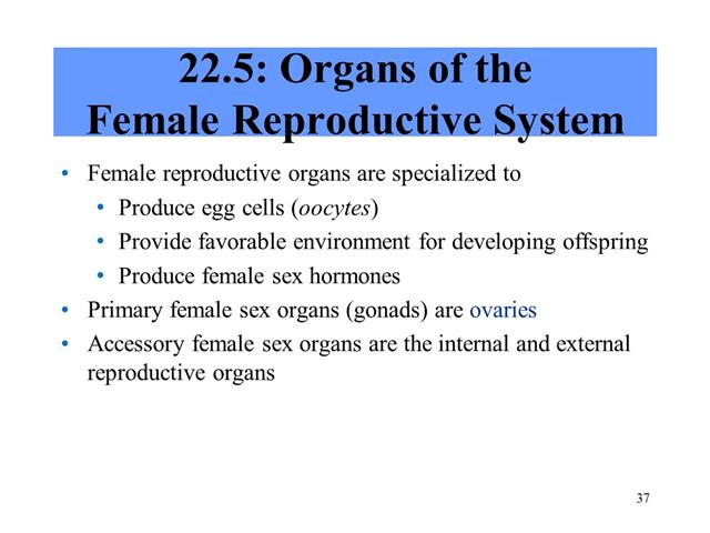 The Female Reproductive System