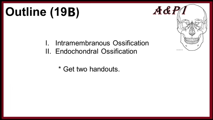 (19B) Part II: Endochondral Ossification (Video)