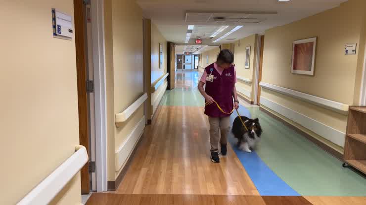 Paws 4 Healing 1