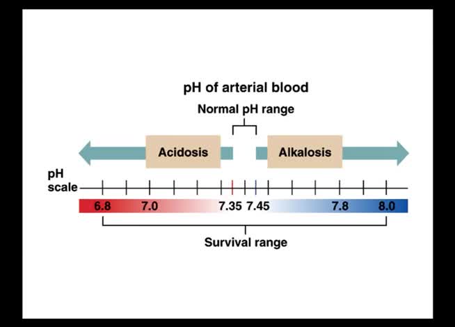 44 - Urinary System - pH Balance