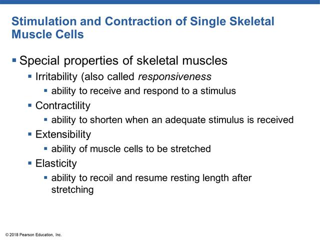 Ch 6 Lecture 2 Muscle Innervation