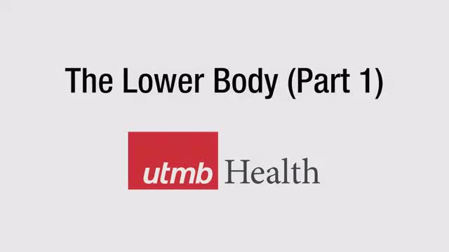 The Lower Body (Part 1)