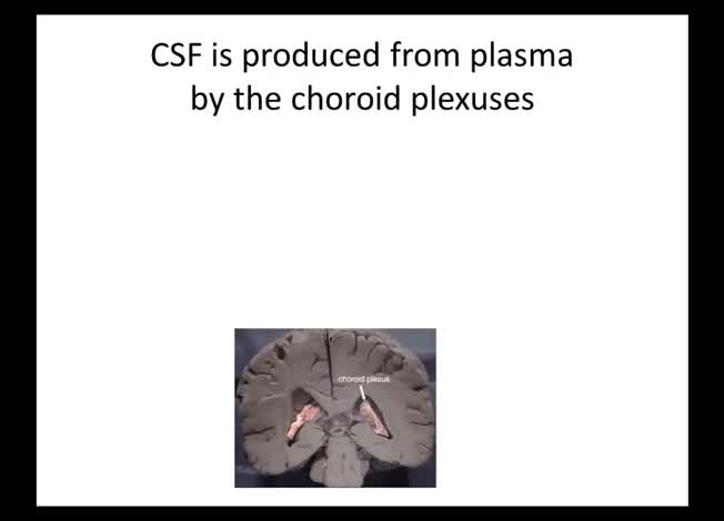 23 - Nervous System -CSF