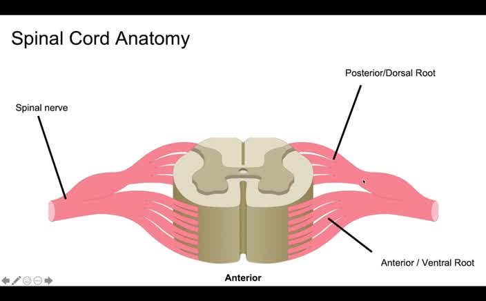 Spinal Cord anatomy and Reflex arcs
