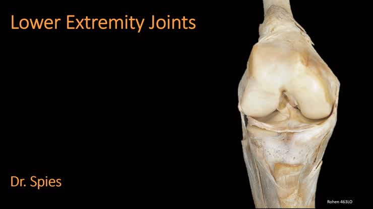 2023-10-17 7am Lab 15 Lower Extremity Joints UA HW