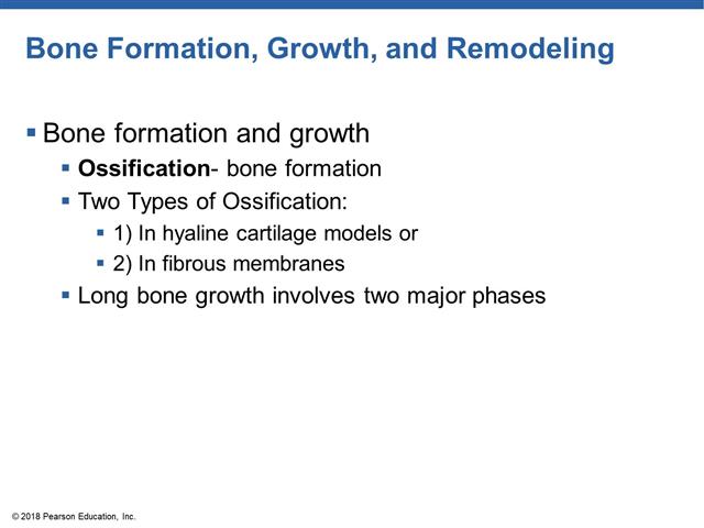 Ch 5 Lecture 3 Bone Growth and Repair