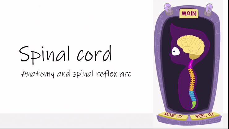 Spinal cord anatomy and reflexes practice problem