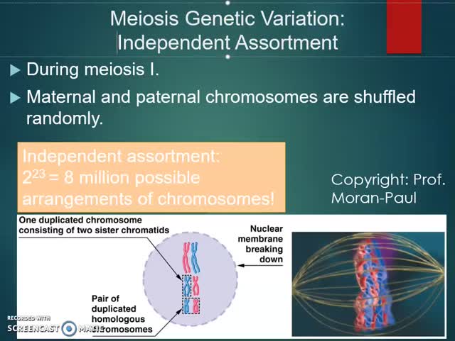 Lesson 5.1-511, 6.12 Lesson 4 Meiosis Genetic Variation