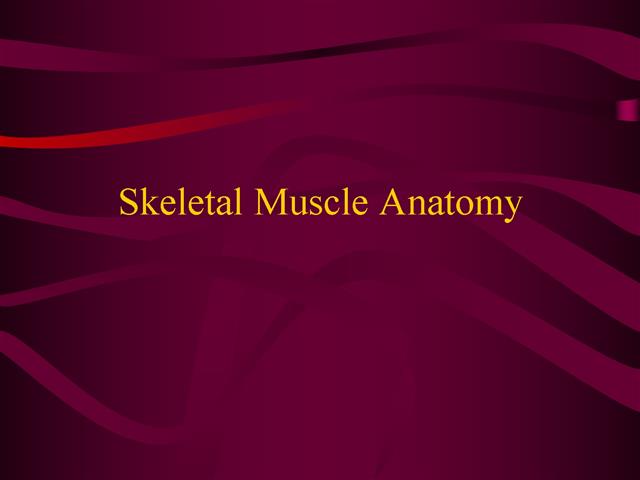 Skeletal Muscle Anatomy