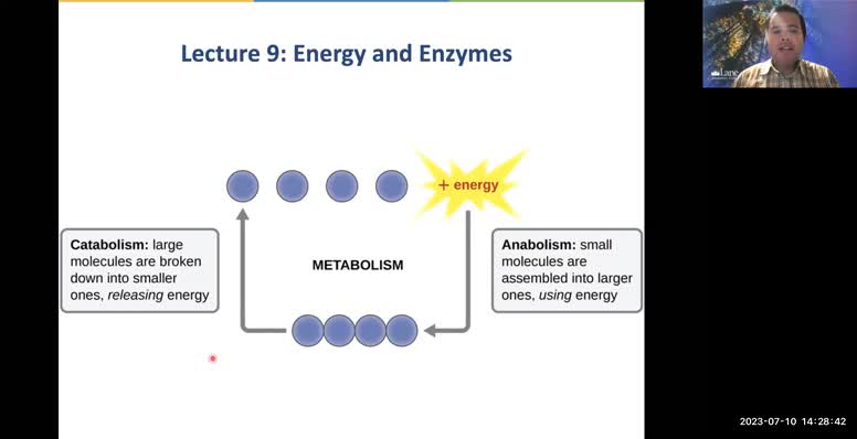 Energy and Enzymes