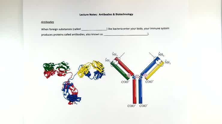 Ch. 10 Part III & Ch. 11 Part I Antibodies & Biotechnology