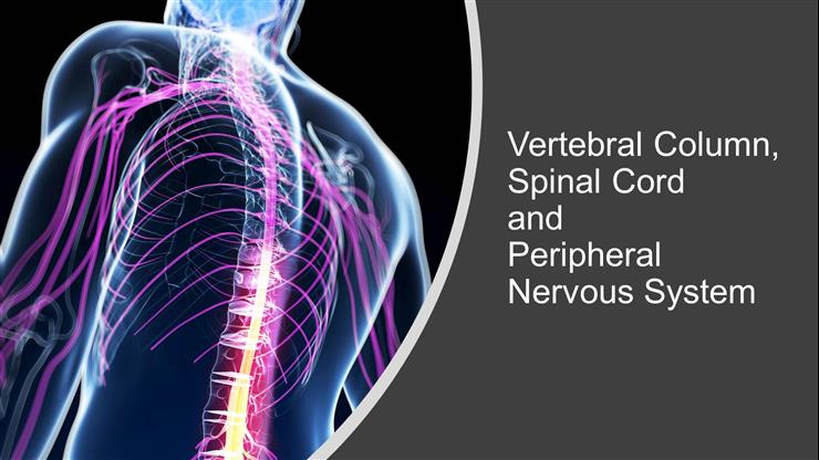Vertebral Column, Spinal Cord and Peripheral Nervous System
