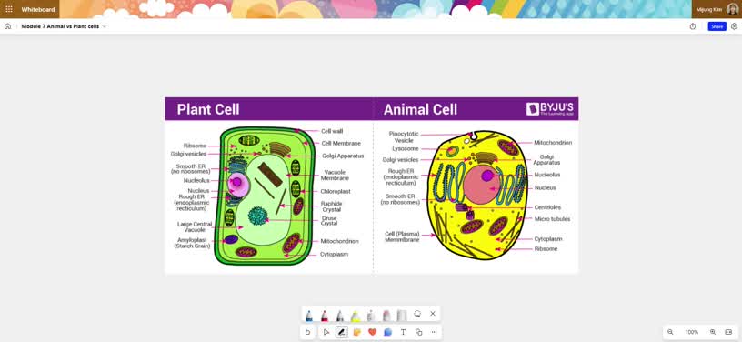 Module 7 Plant Vs. Animal