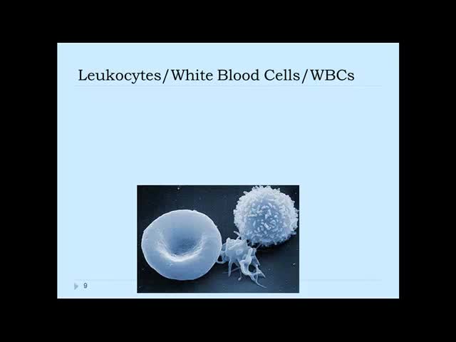 Part 3: 111 Blood.mp4