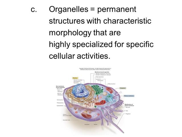 Ch 4 Cells Part 2. Organelles