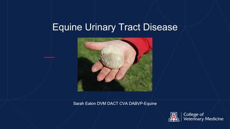 Equine Urinary Tract Disease